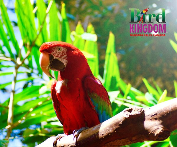 Perkopolis: Bird Kingdom